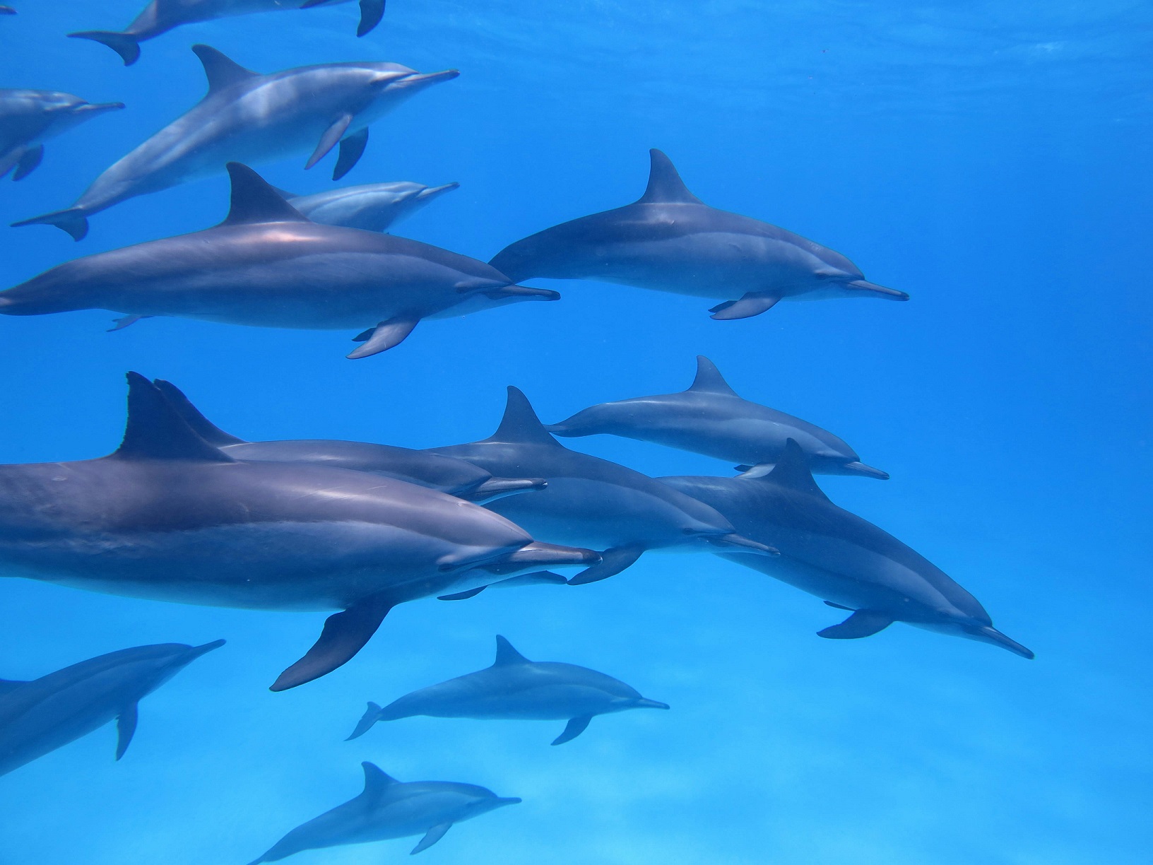 A Rare Ocean Phenomenon Is Turning Fish Into Dolphin Snacks - Lingkar Bumi