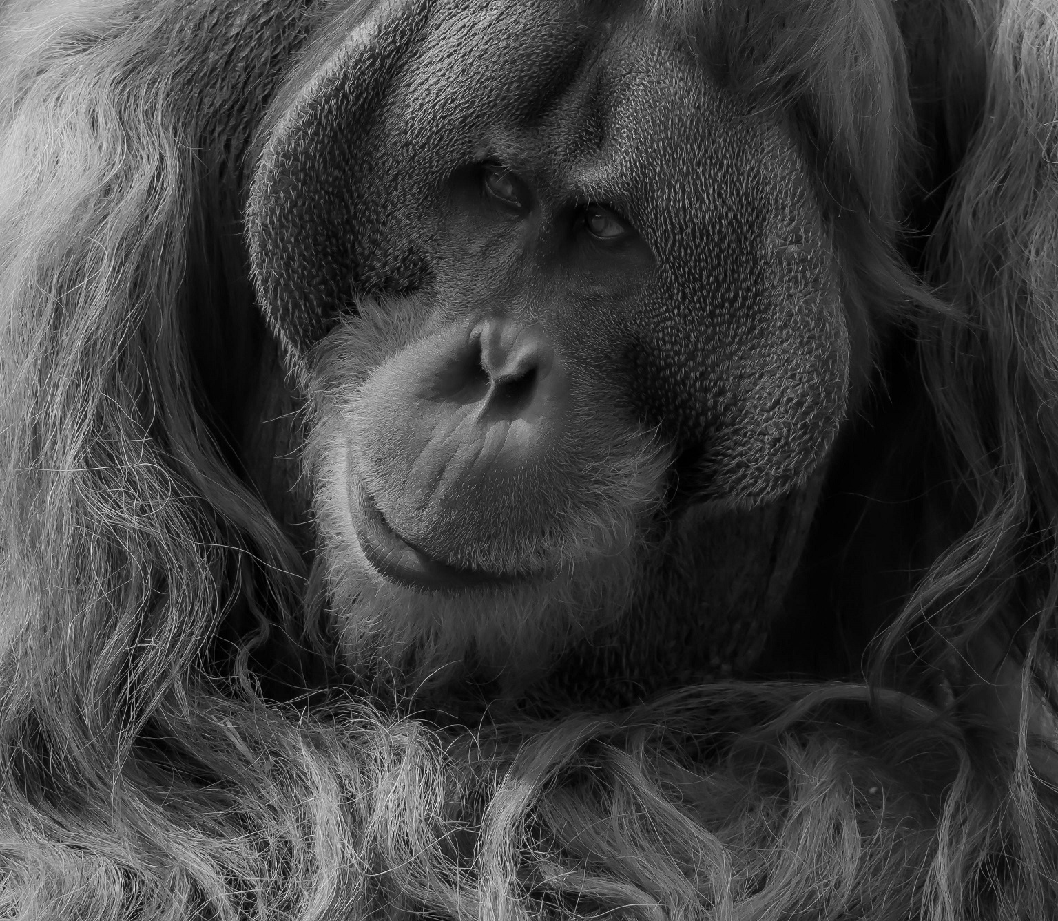 Ancient Teeth Reveal Why Some Mammals Survived While Others Vanished in ...