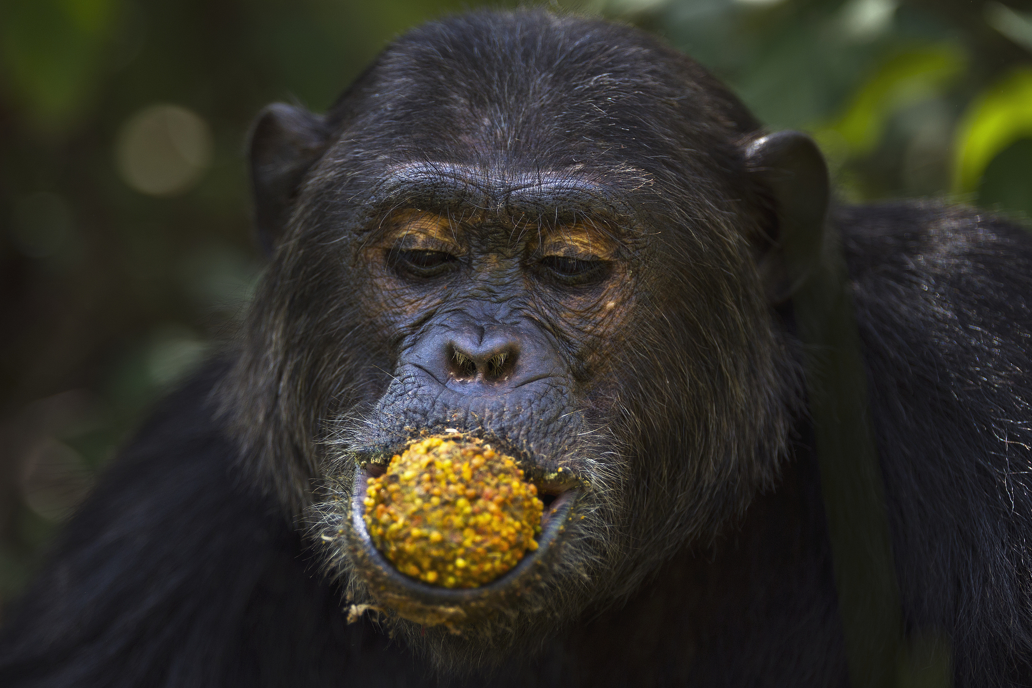 Wild Chimps May Be Drinking Two “Cocktails” a Day - Lingkar Bumi